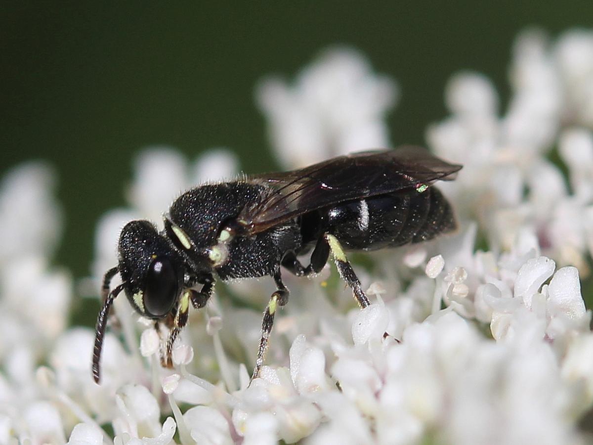 Penn State study finds 8 new bee species in Pennsylvania • Spotlight PA