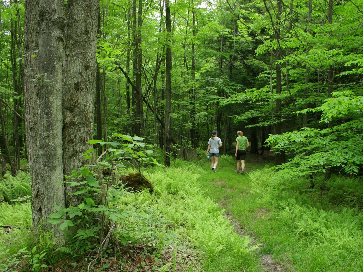 What Trump’s logging plan could mean for PA’s only national forest ...